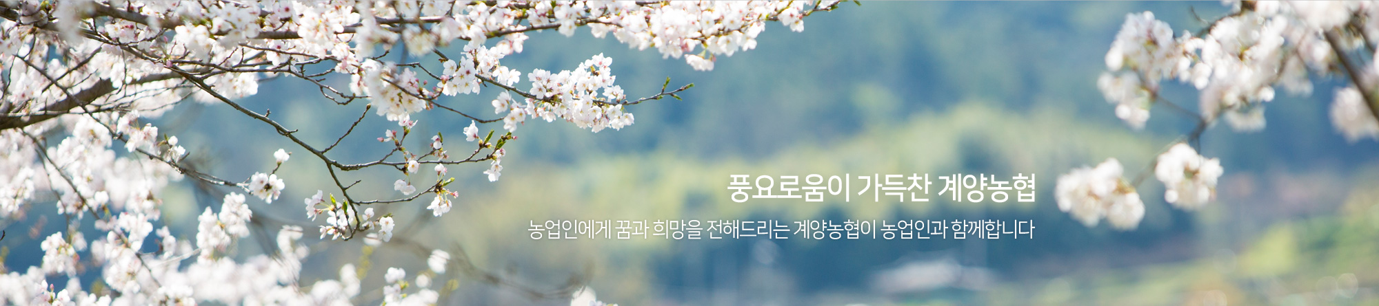 계양농협
